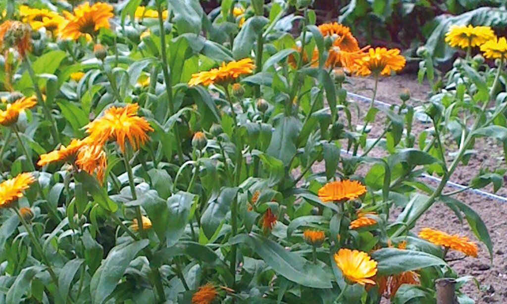 Bauernwiese, Feld und Baum | Libelle Magazin